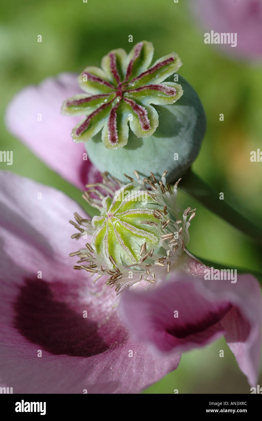 Portrait vertical hedgerows hi-res stock photography and images - Alamy