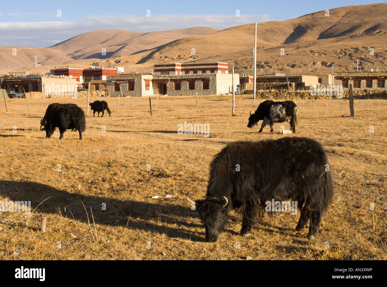 China Western Sichuan the Road to Tibet Litang black cattle grazing in ...