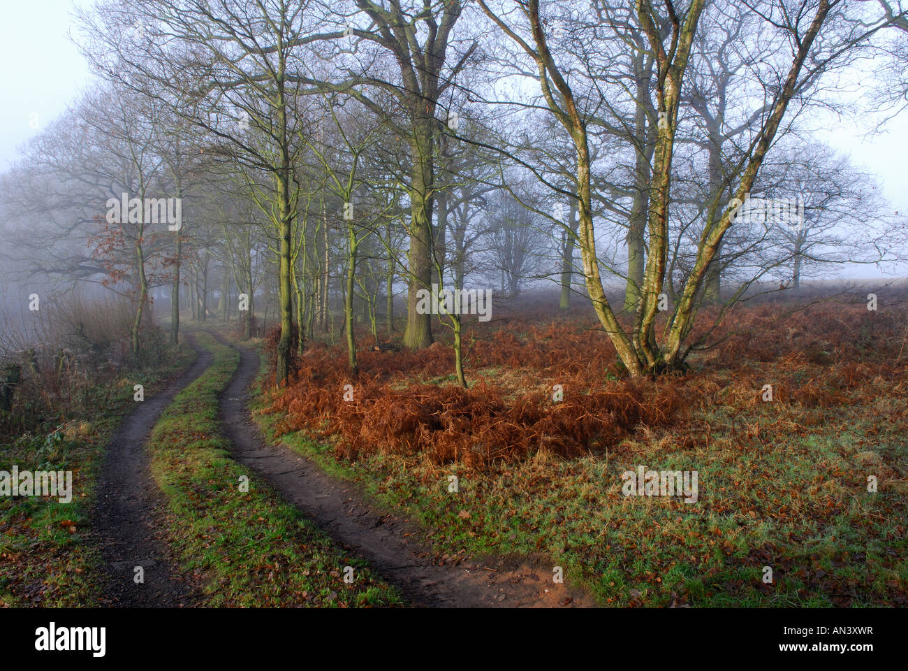 English woodlands in winter Stock Photo - Alamy