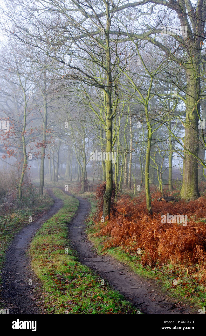 Woodlands landscape in winter nottinghamshire Stock Photo - Alamy