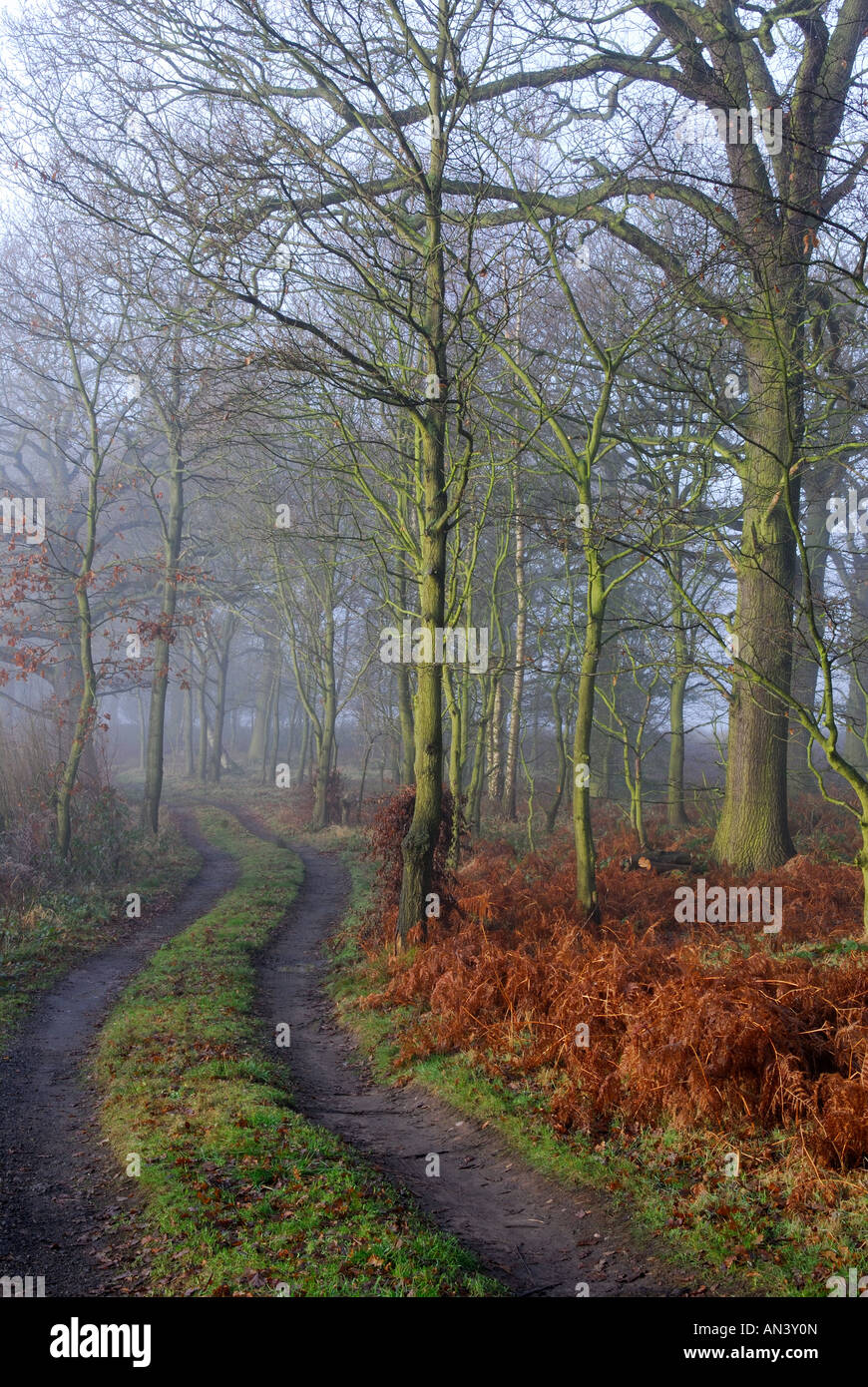 Rural english woodlands landscape in winter Stock Photo - Alamy
