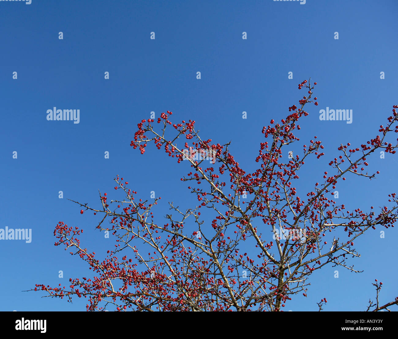 May tree berries hi-res stock photography and images - Alamy