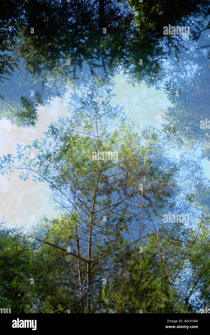 double exposure of forest canopy Stock Photo - Alamy