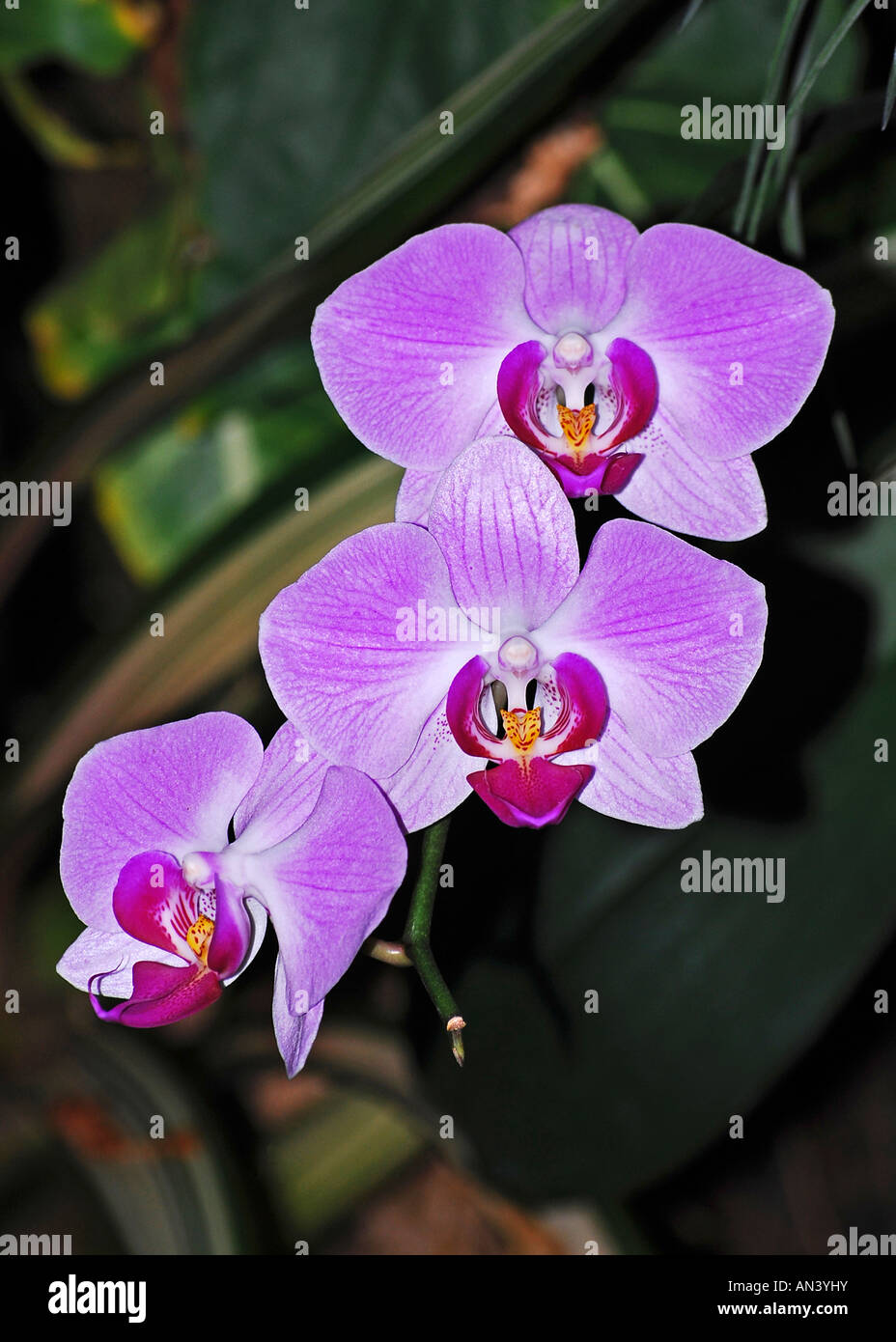 Plantasia swansea hi-res stock photography and images - Alamy