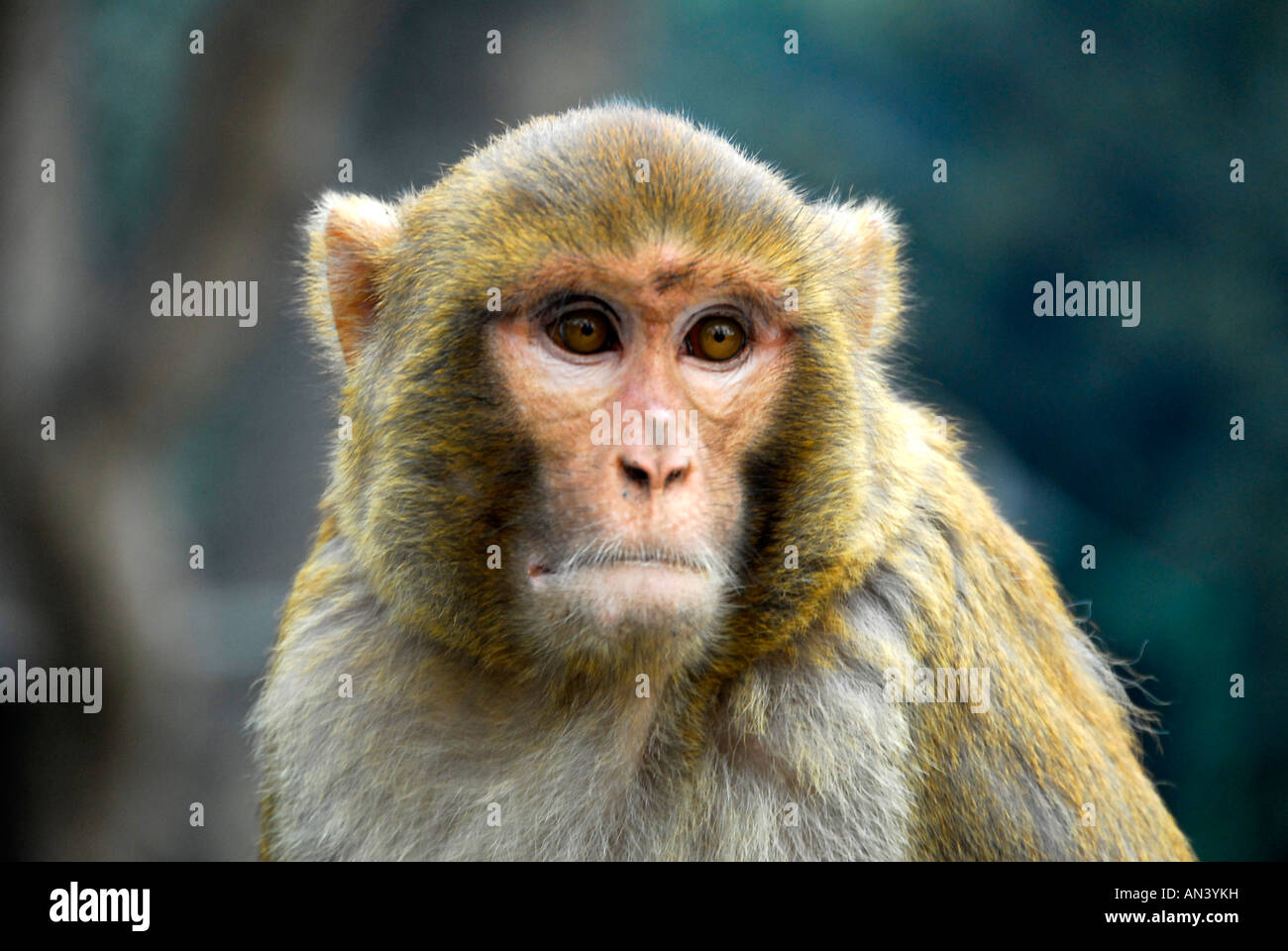 Monkey in India Stock Photo - Alamy