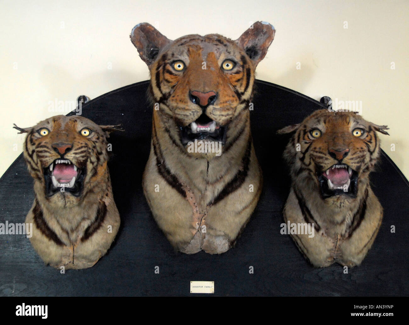 Indian tiger heads Stock Photo - Alamy