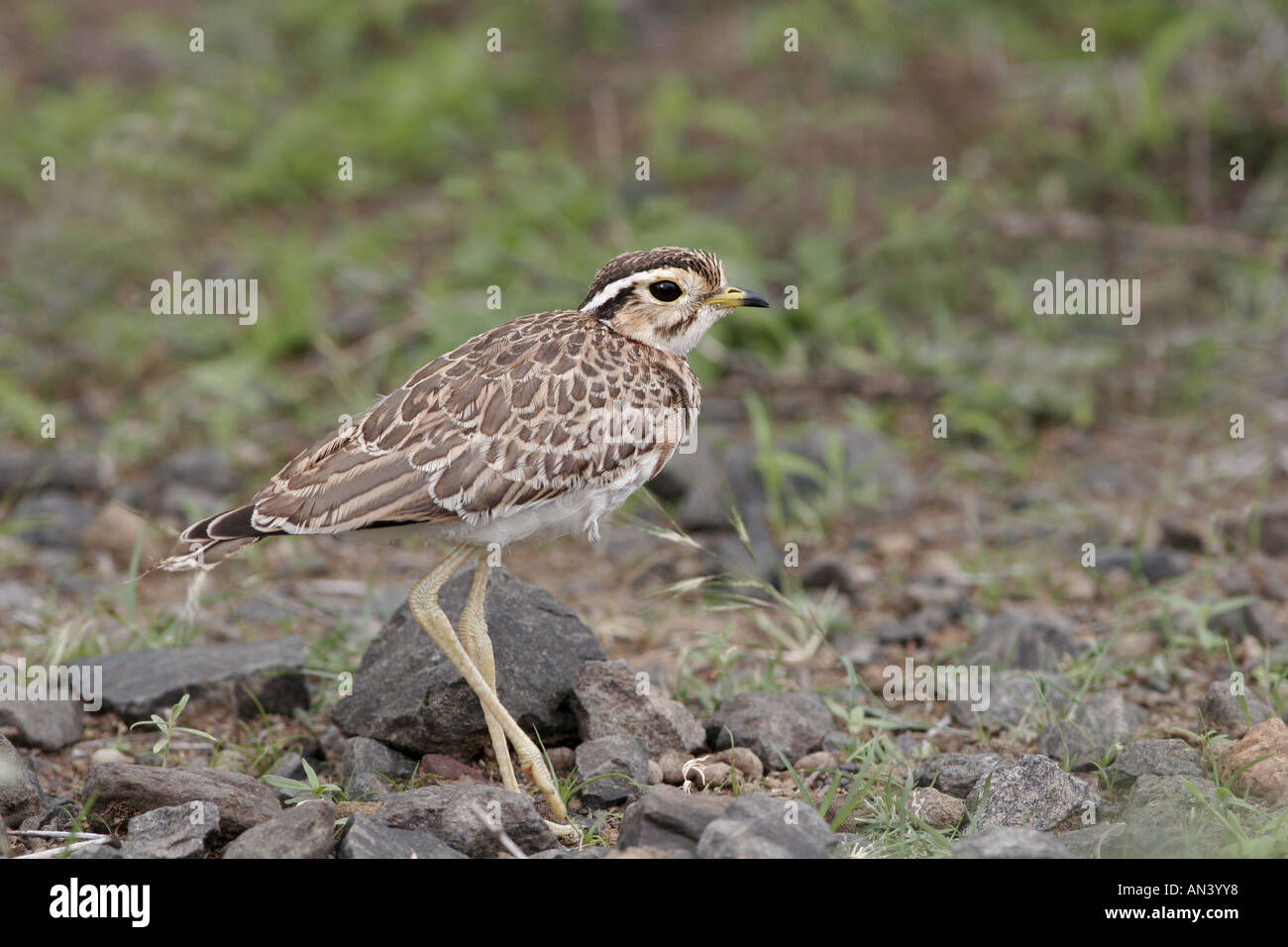 Rhinoptilus cinctus hi-res stock photography and images - Alamy