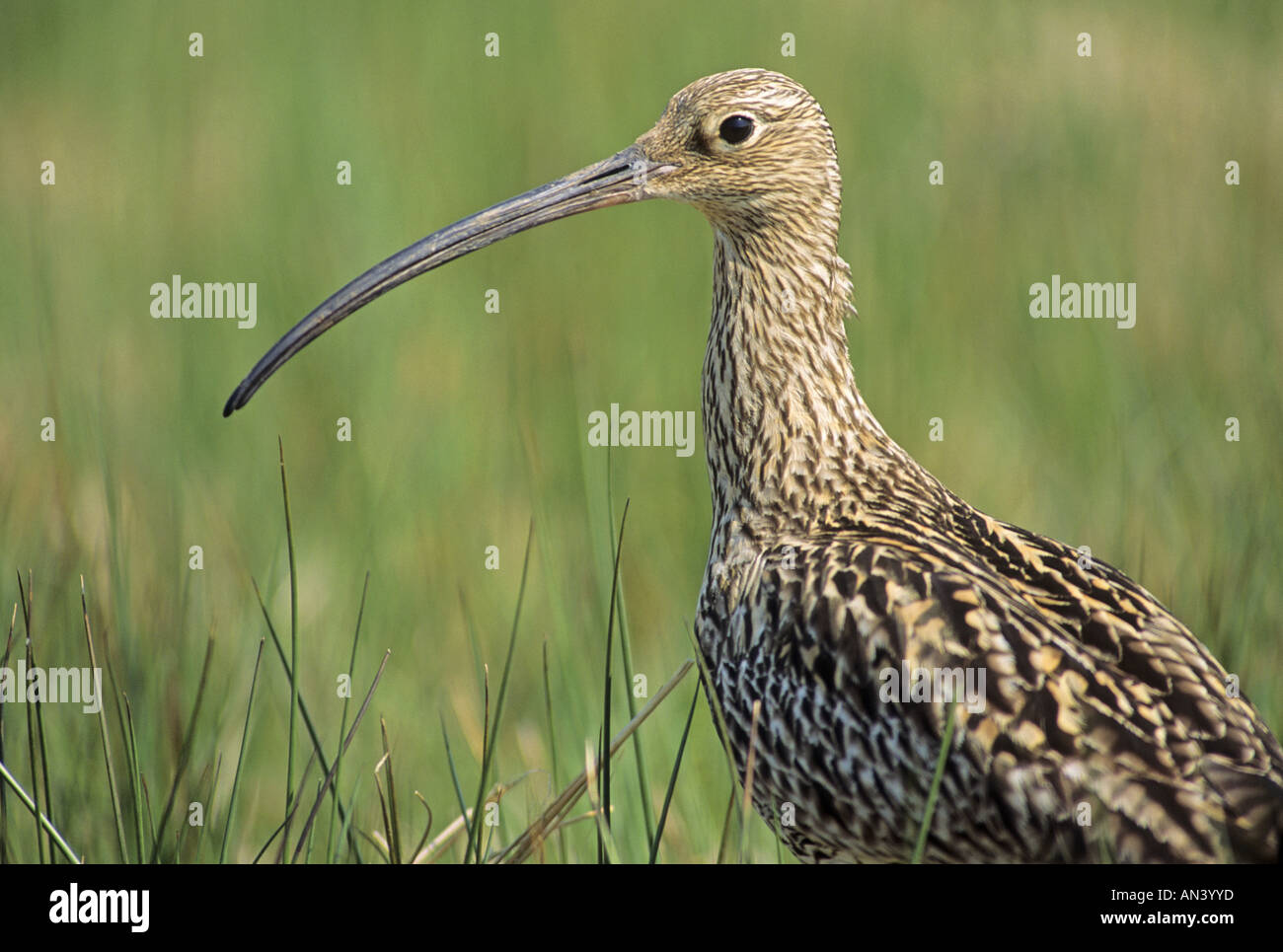 Eurasian Curlew Numenius arquata Close up of head and shoulders ...