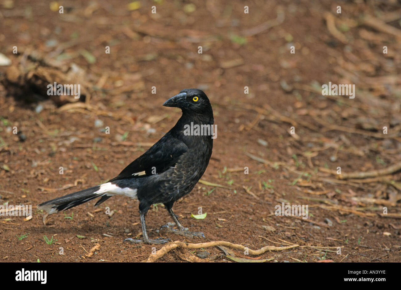 Australian pied currawong hi-res stock photography and images - Alamy