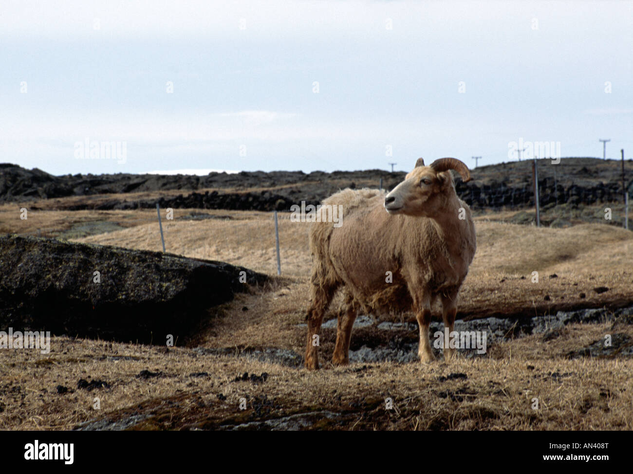 Sheep grazing amongst lava flows, Reykjahlid, North East Iceland Stock ...