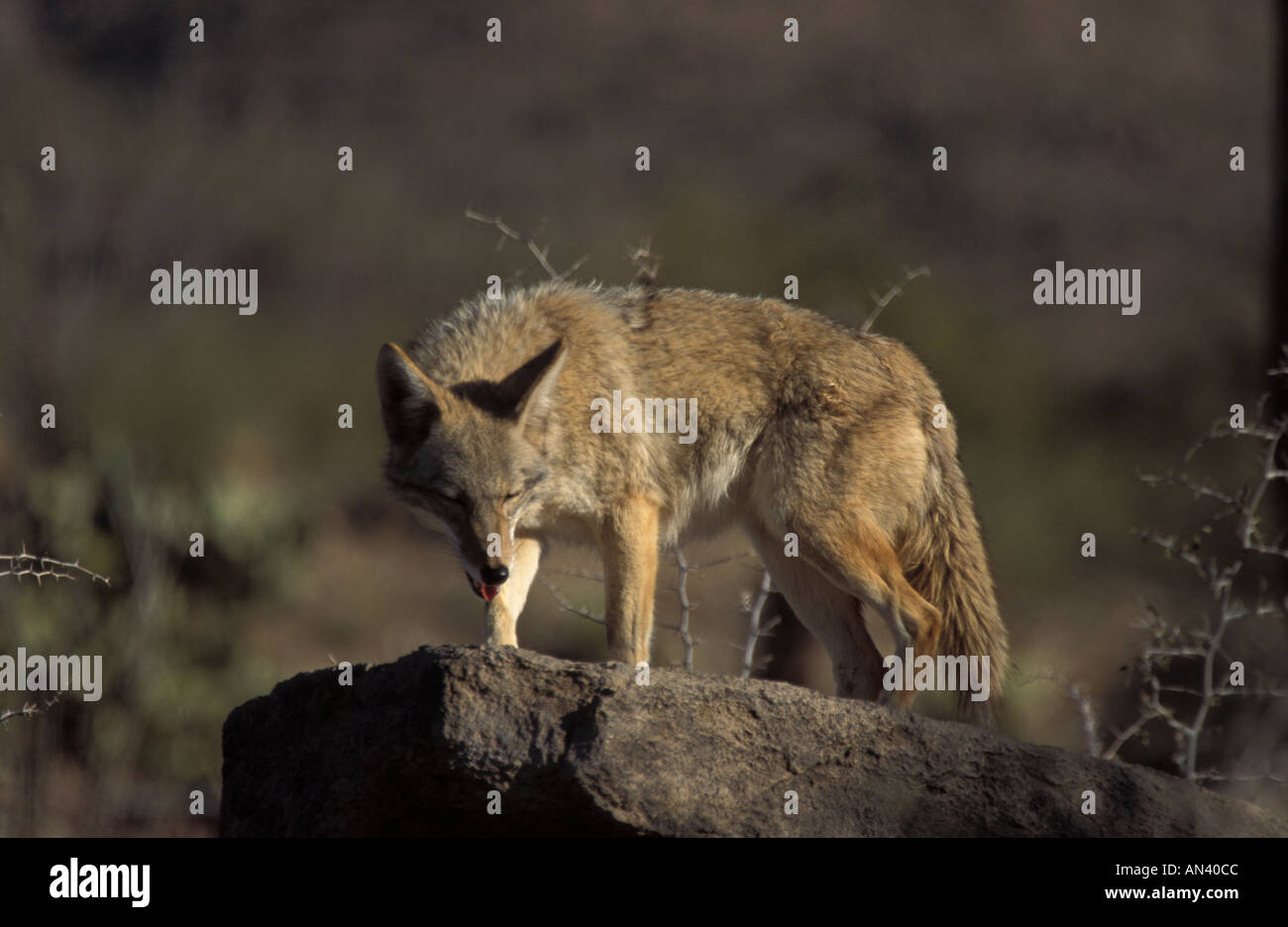 Arizona coyote animal hi-res stock photography and images - Alamy