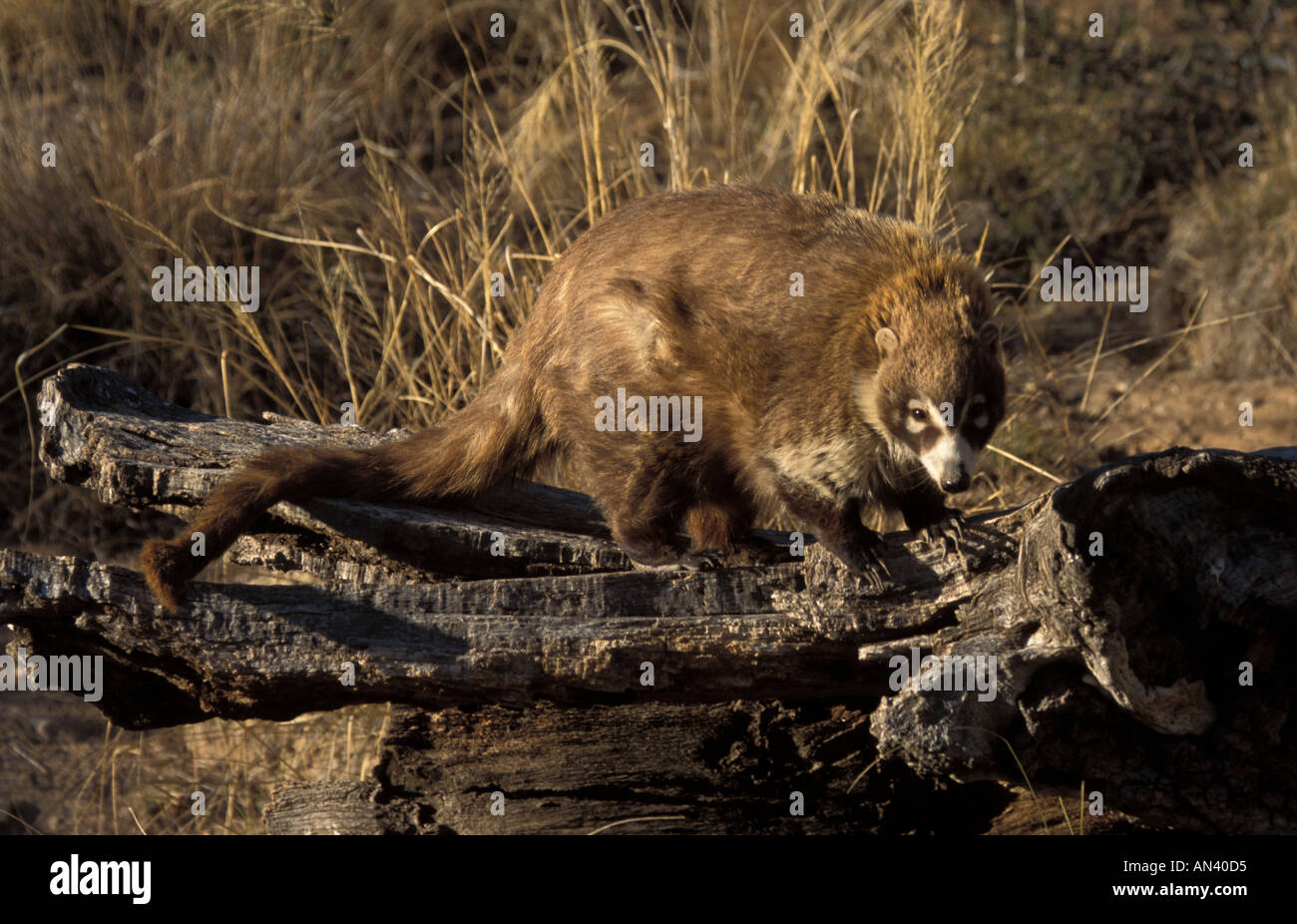 Coatimundi Southern Arizona USA Stock Photo - Alamy