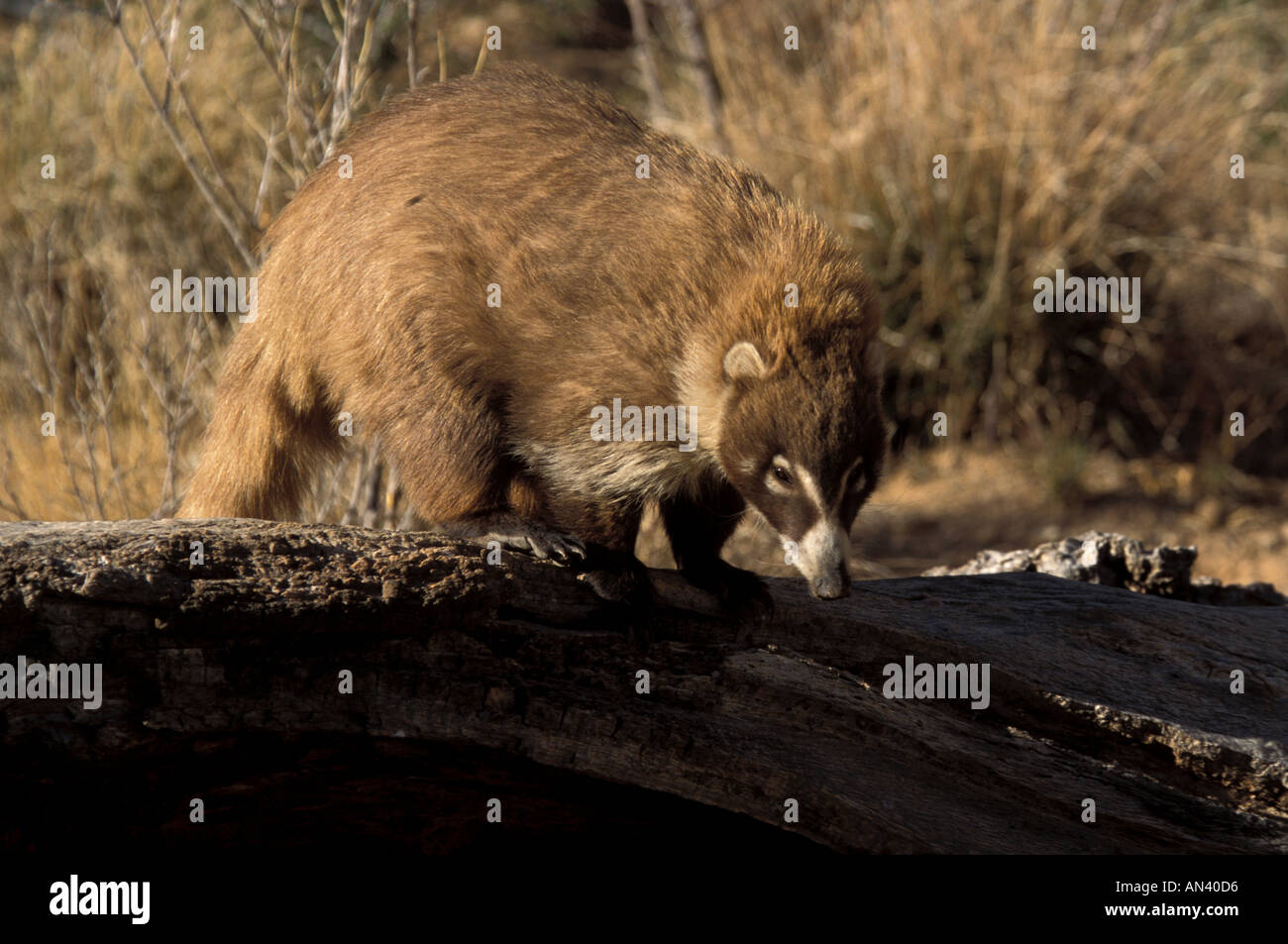 Coatimundi arizona hi-res stock photography and images - Alamy