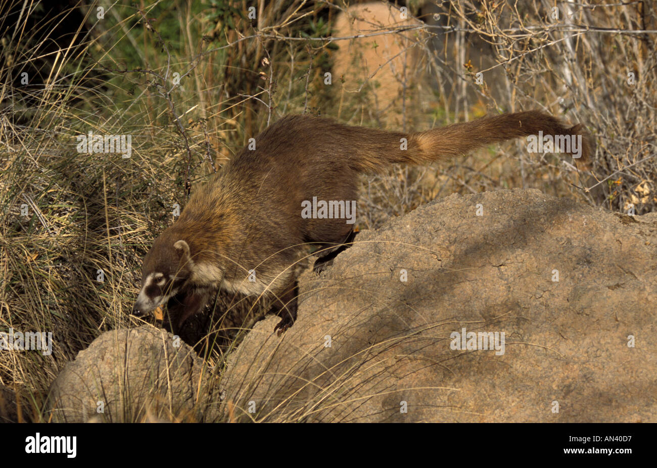 Coatimundi arizona hi-res stock photography and images - Alamy