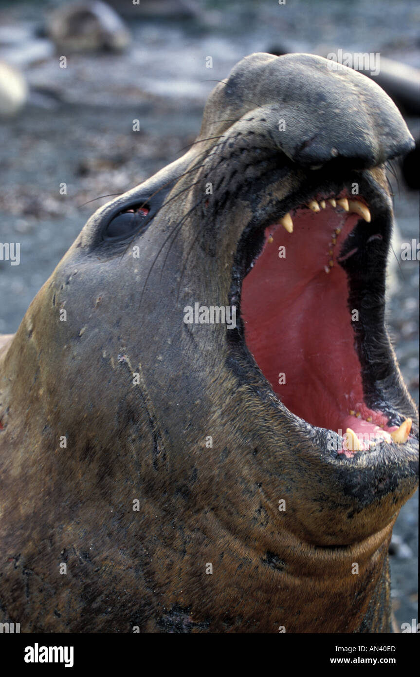 Roaring southern elephant seal hi-res stock photography and images - Alamy