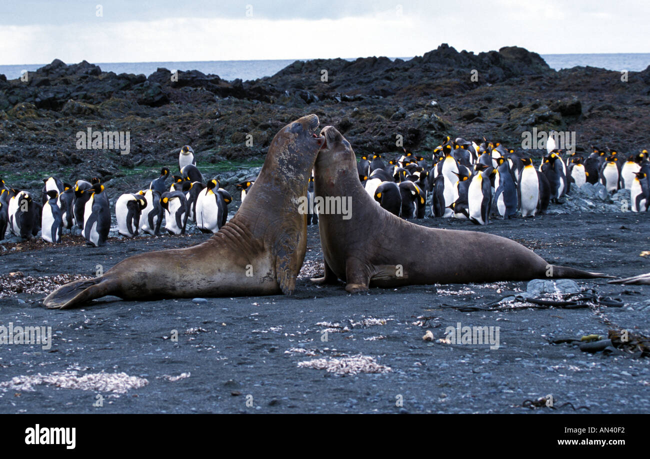 Southern Elephant Seal Sub Antarctic Australia Stock Photo - Alamy