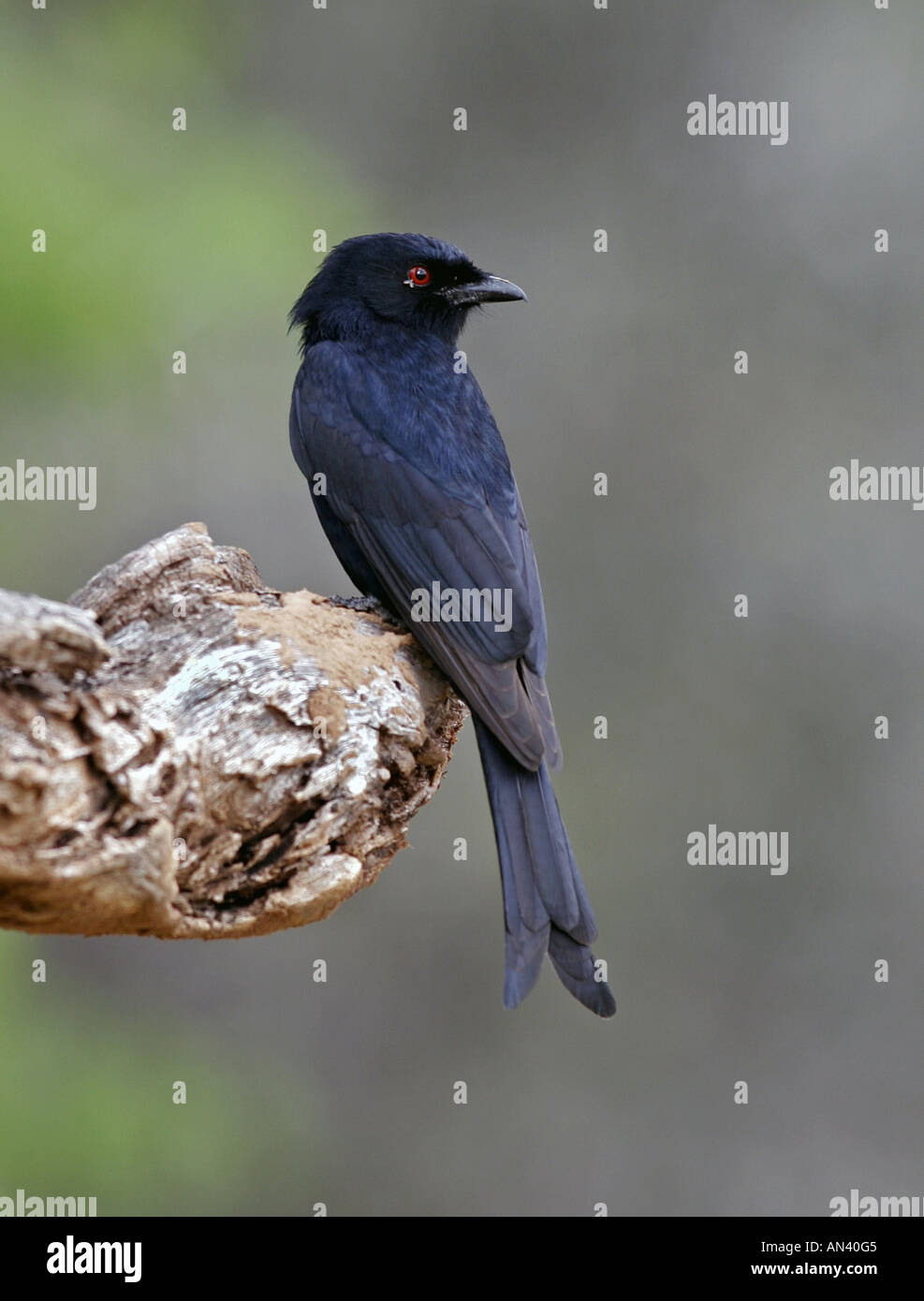 Common drongo hi-res stock photography and images - Alamy