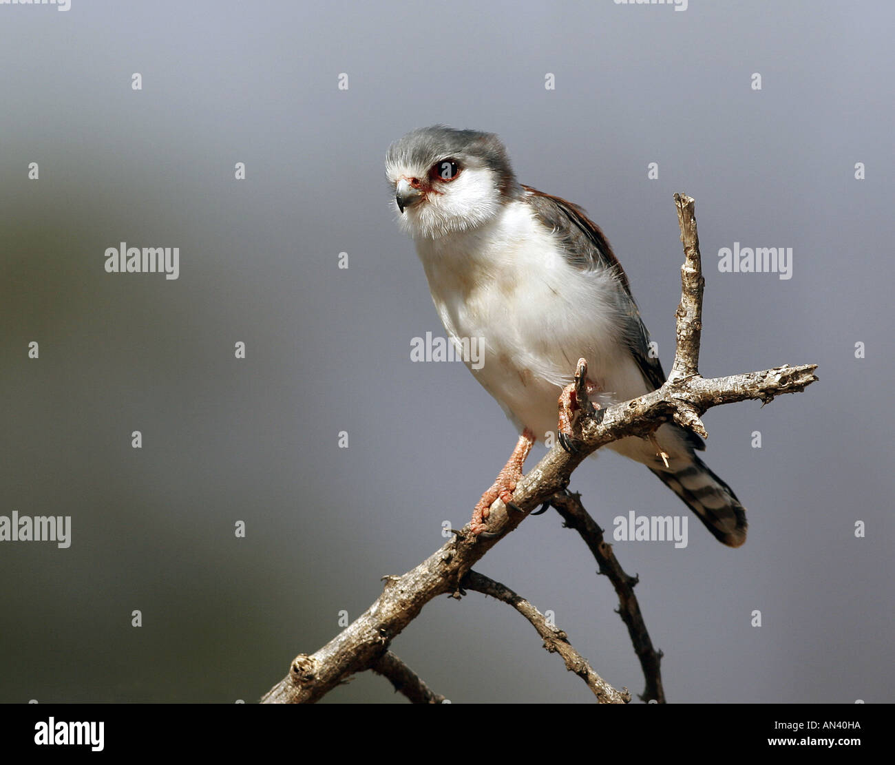 Pygmy Falcon Polihierax semitorquatus Adult female on branch Samburu ...