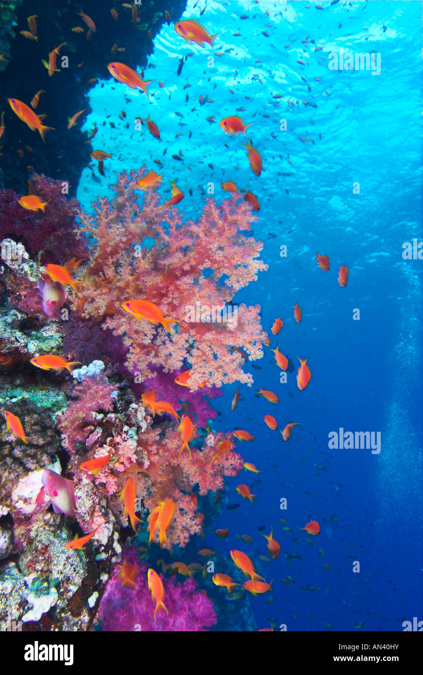 Soft blue ras hi-res stock photography and images - Alamy