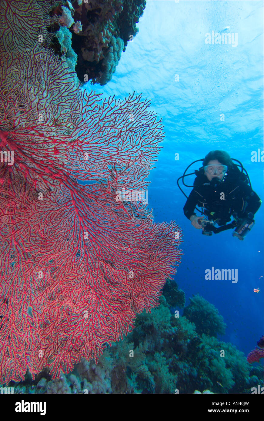 Red gorgonian Paramuricea sp fan coral and scuba diver on wall Ras ...