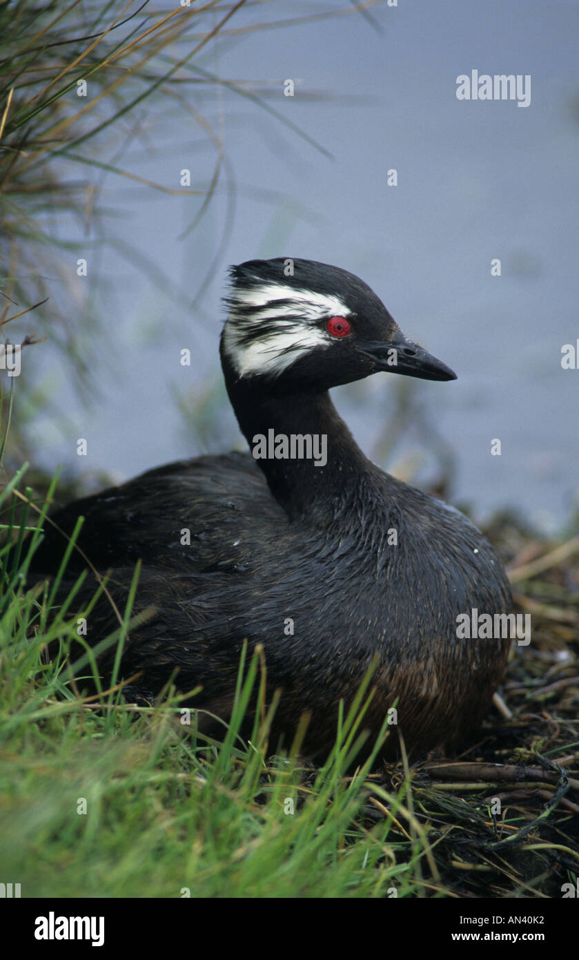 White tufted Grebe Rollandia rolland Incubating Falklands Stock Photo ...