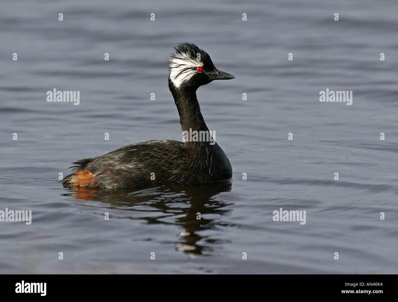 White tufted Grebe Rollandia rolland Adult on water Falkland Islands ...