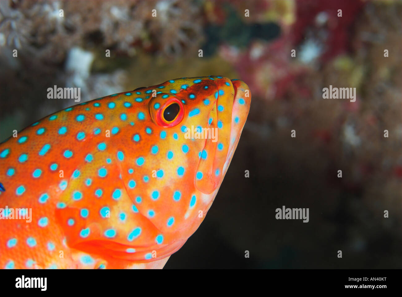 Coral grouper or hind Cephalopholis miniata fish "Red Sea Stock Photo ...