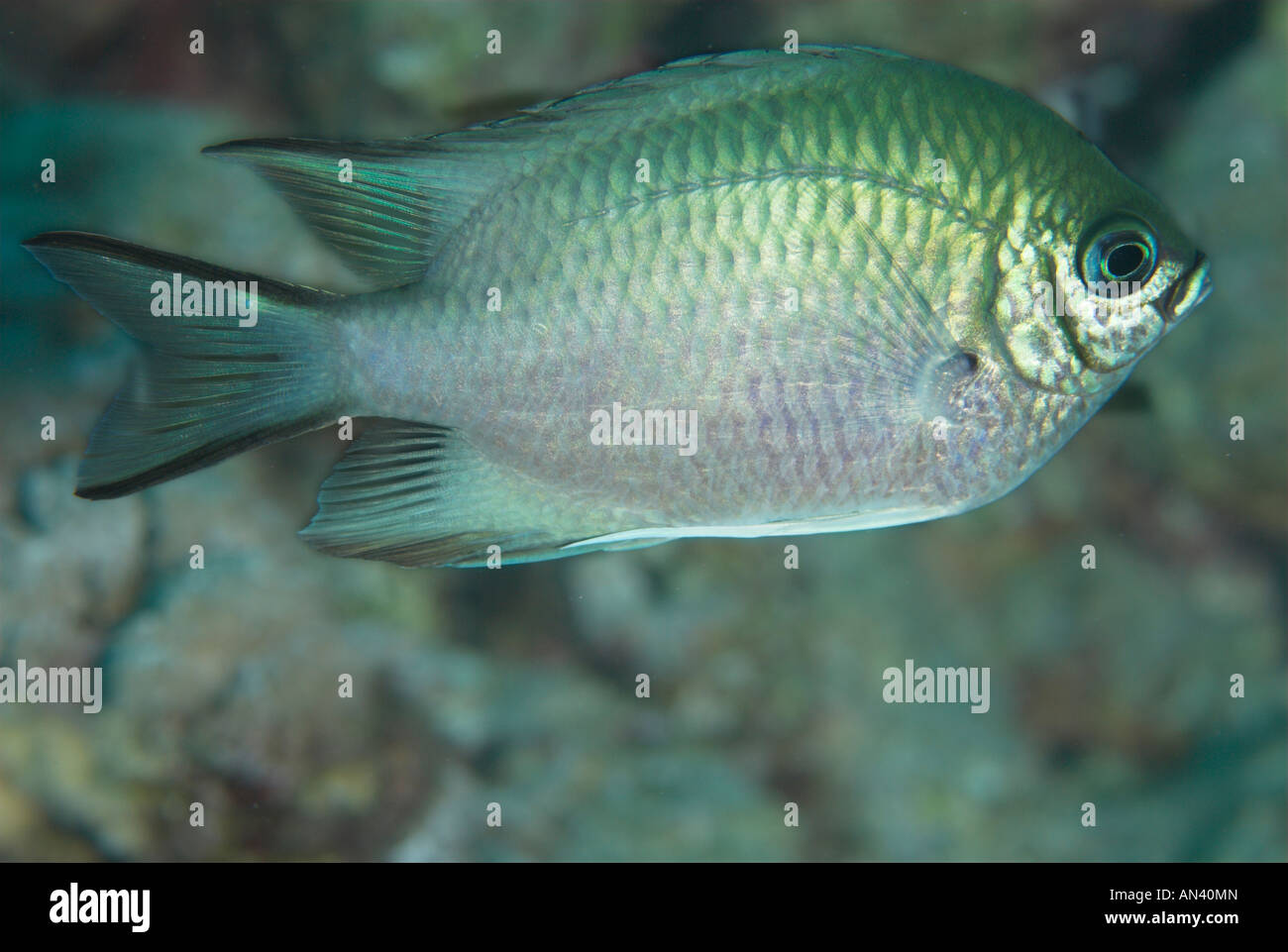 Bluegreen puller or damselfish fish Chromis viridis Red Sea Stock Photo ...