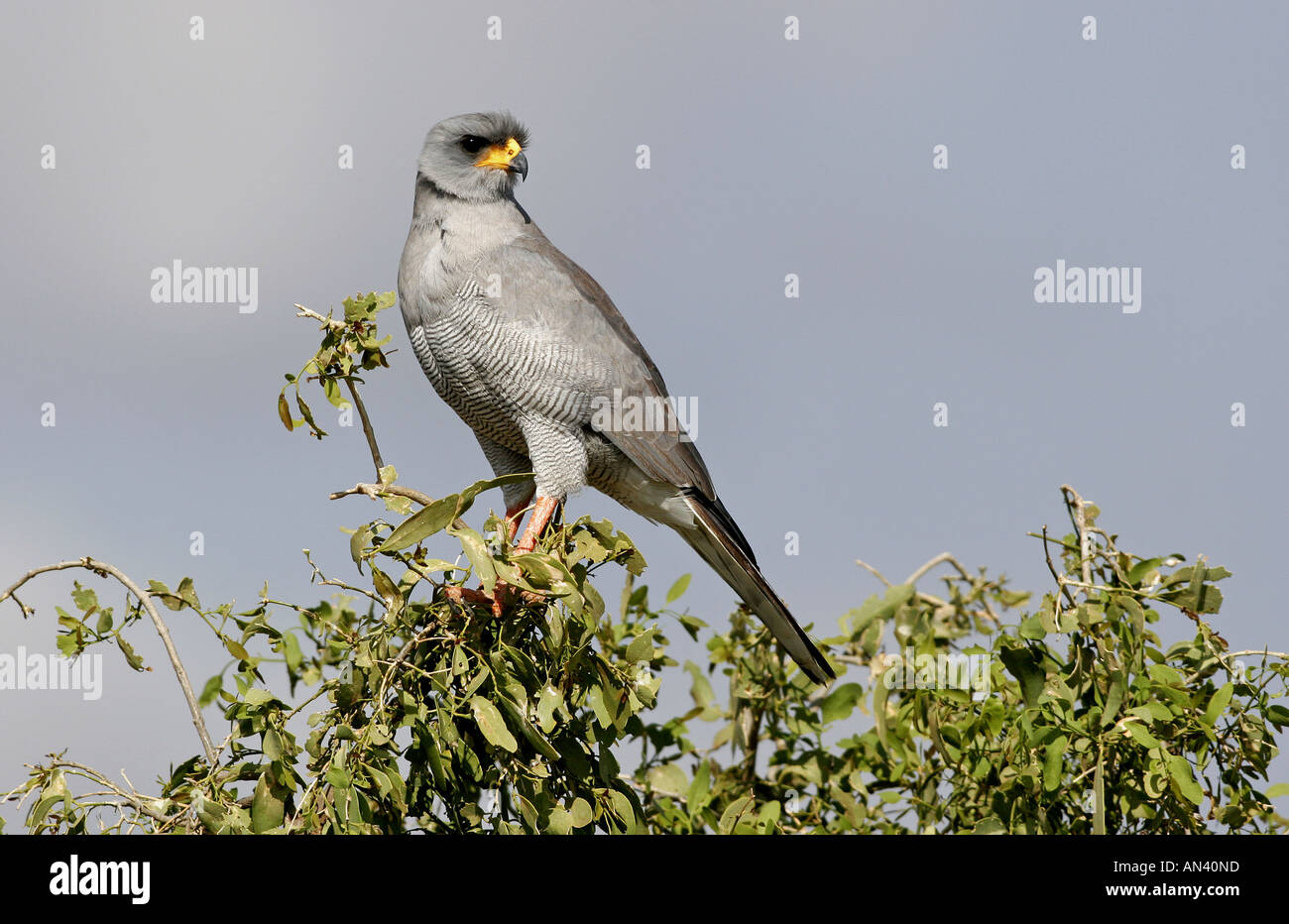 Eastern Chanting goshawk Melierax poliopterus Adult in bush Samburu ...