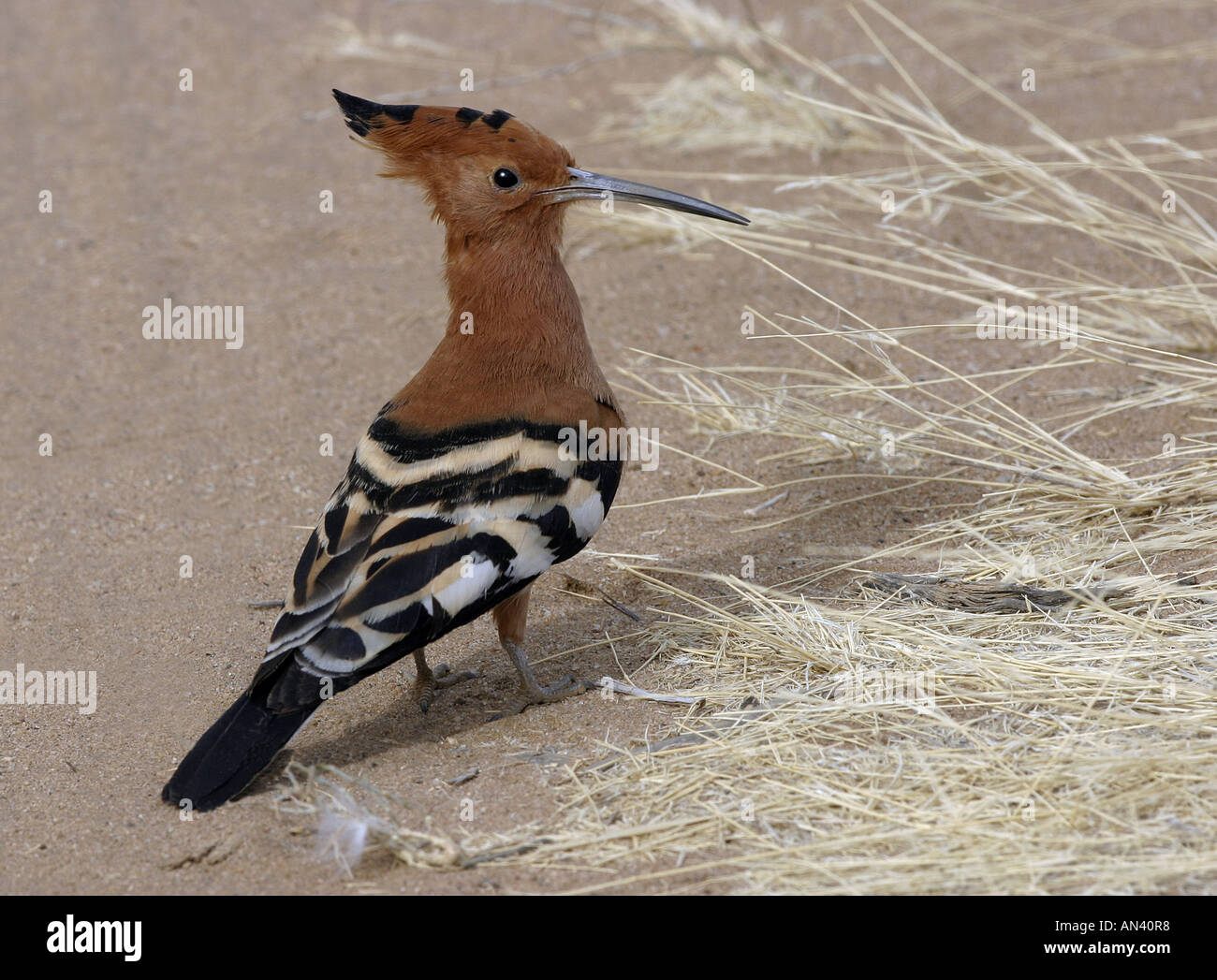 African Hoopoe Upupa epops africana Standing on sandy ground Lake ...