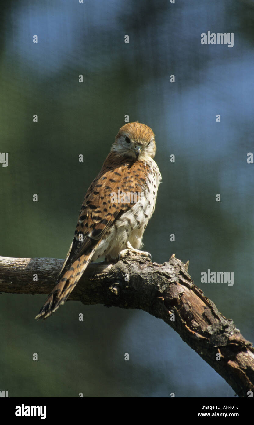 Mauritius Kestrel Falco punctatus Adult Male Stock Photo - Alamy