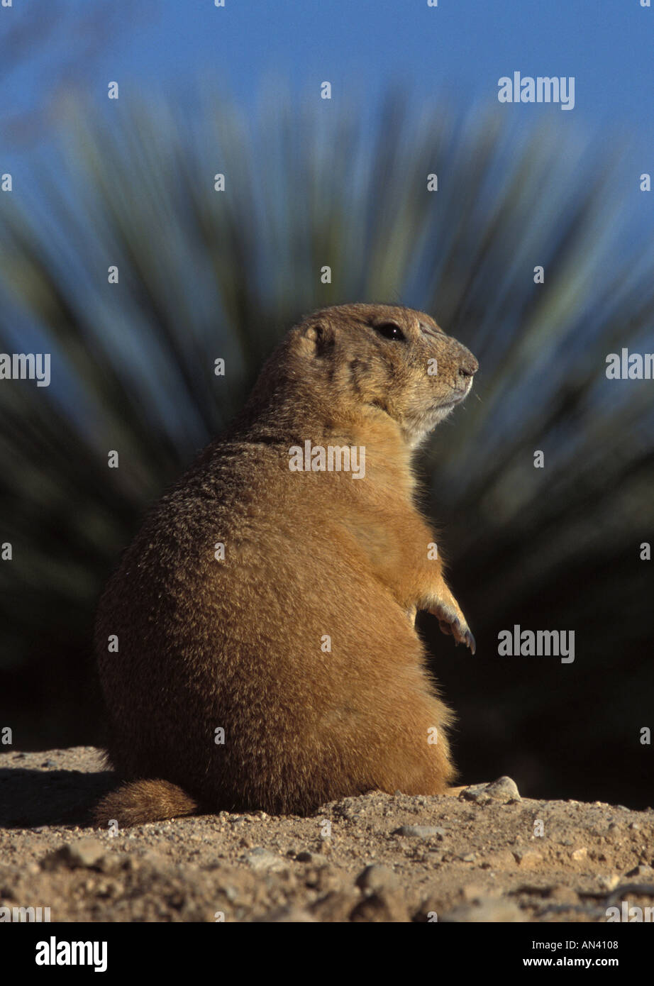 Black Tailed Prairie Dog Southern Arizona USA Stock Photo - Alamy