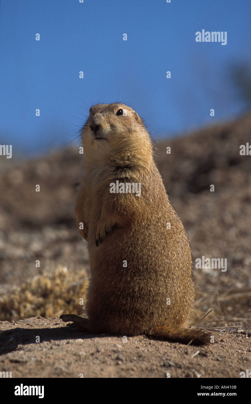 Black Tailed Prairie Dog Southern Arizona USA Stock Photo - Alamy