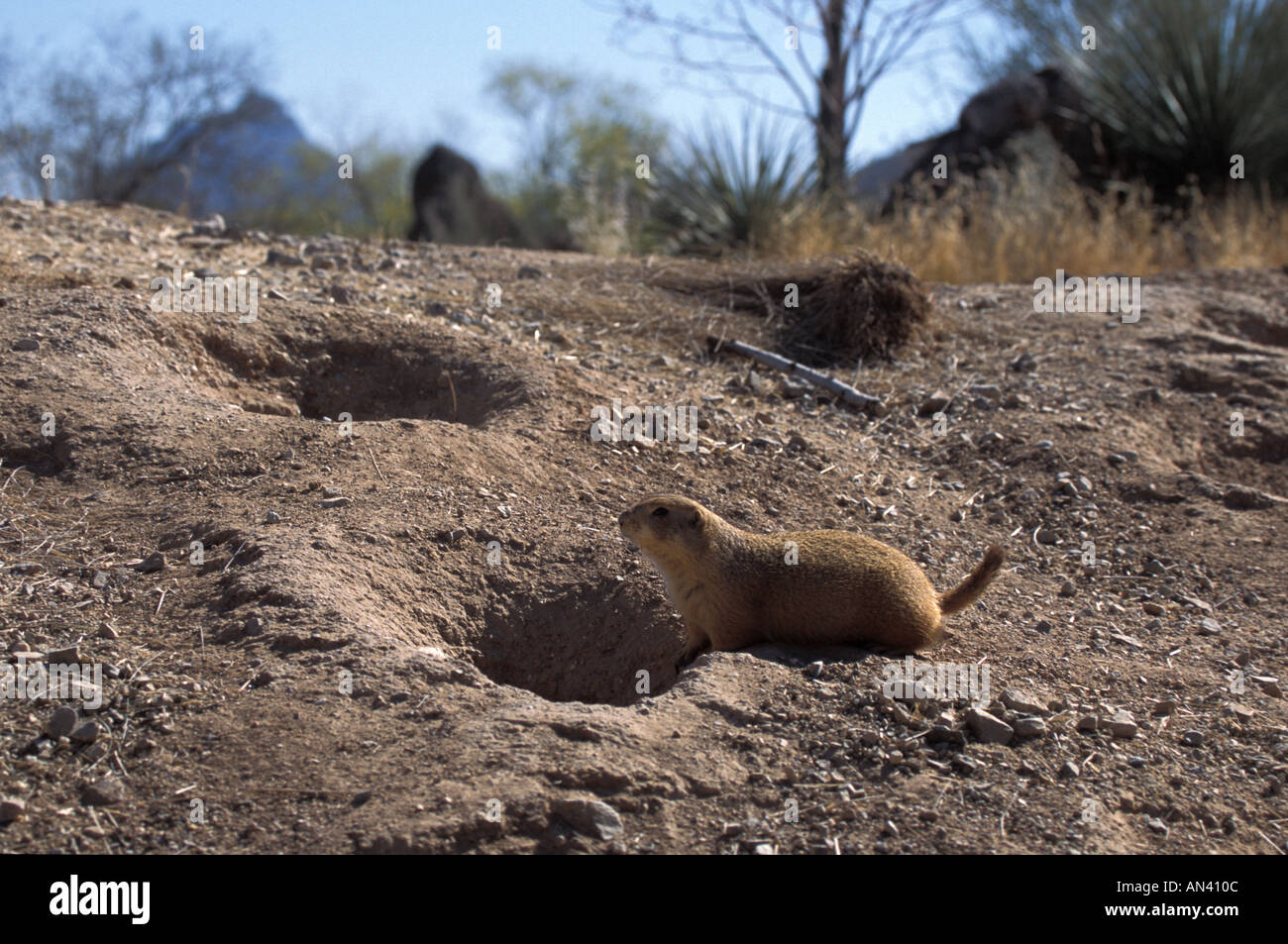 Black Tailed Prairie Dog Southern Arizona USA Stock Photo - Alamy