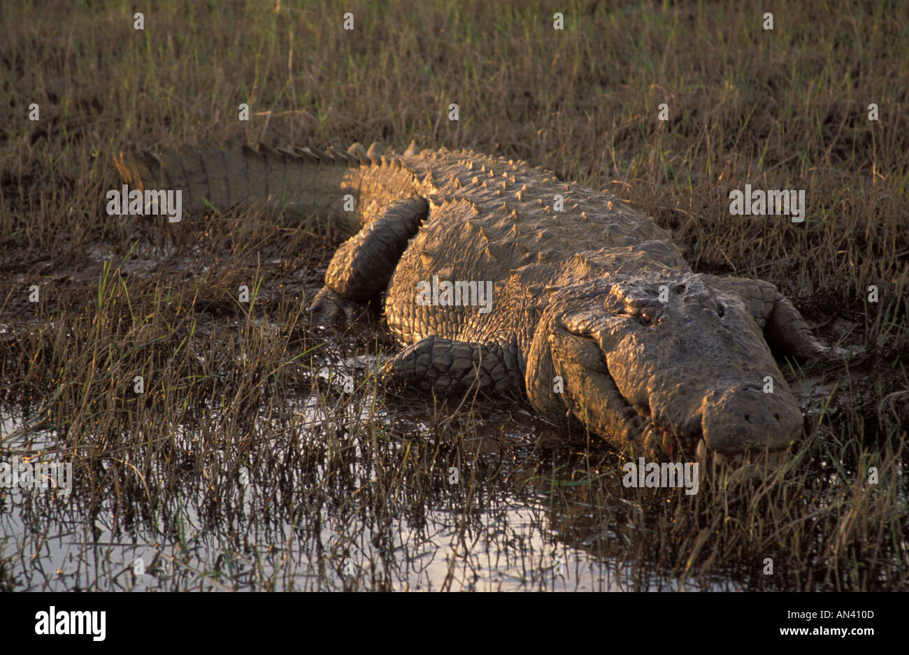 Marsh Crocodile Nagarhole NP Southern India Stock Photo - Alamy