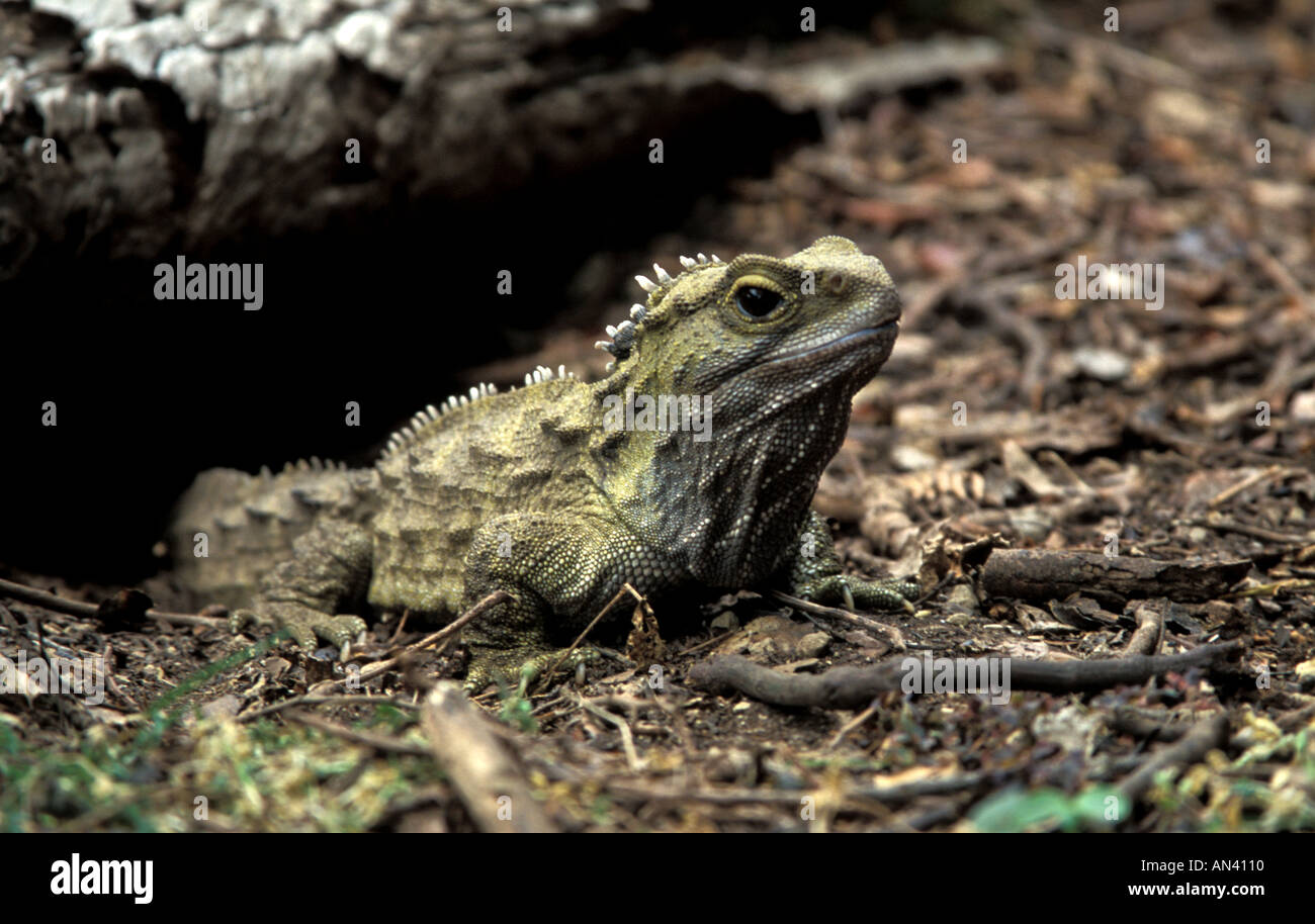 Tuatara sphenodon punctatus hi-res stock photography and images - Alamy