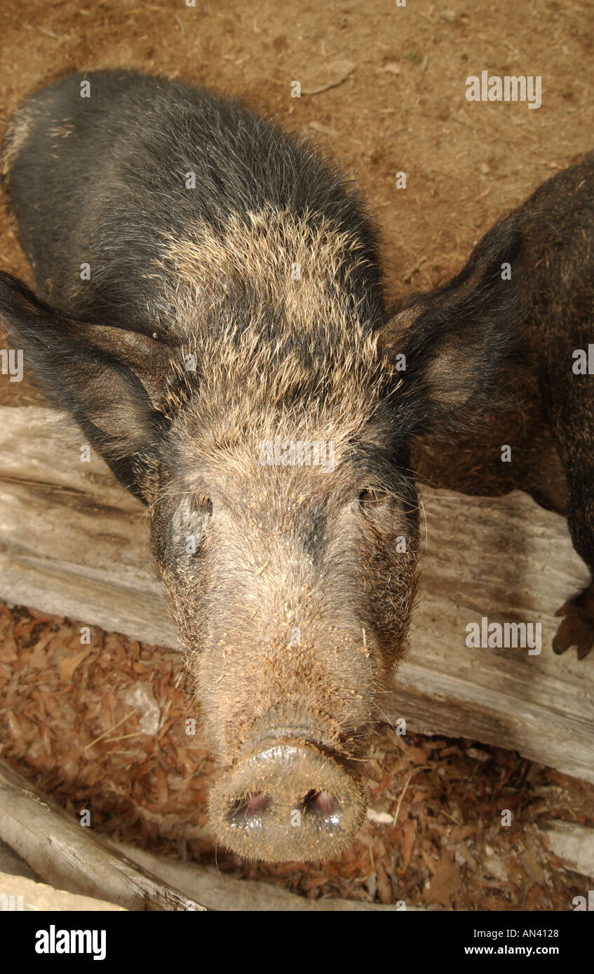 Horizontal color image of a pig or hog outside at farm at the Schiele ...
