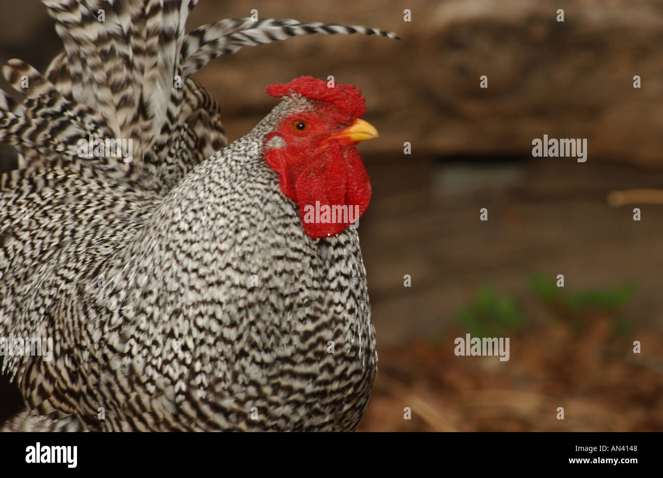 Horizontal color image of a chicken outside at farm at the Schiele ...