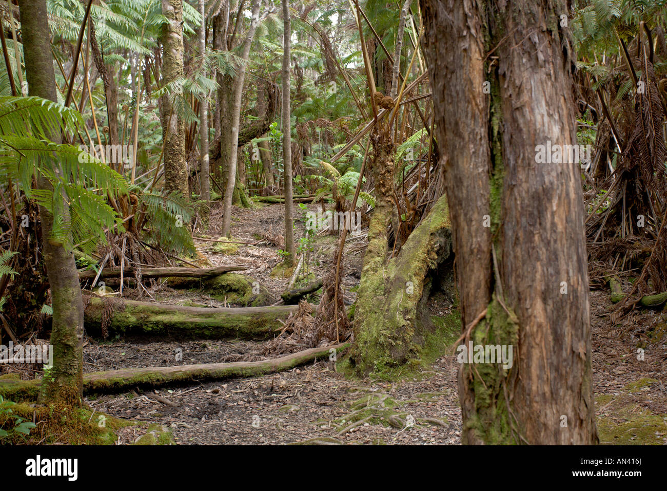 Fern forest in Hawaii Volcanoes National Park Stock Photo - Alamy