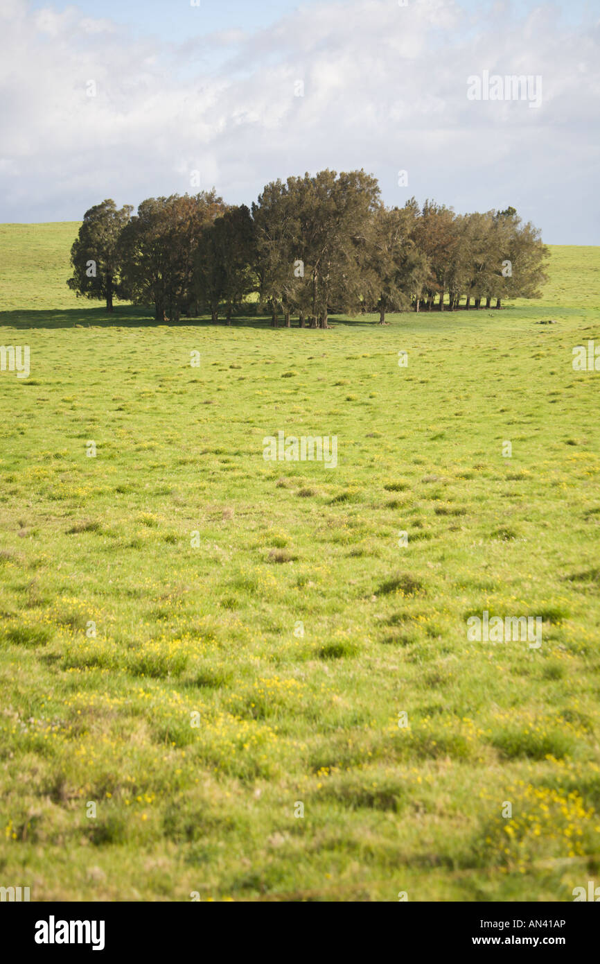 Clump of trees Stock Photo - Alamy