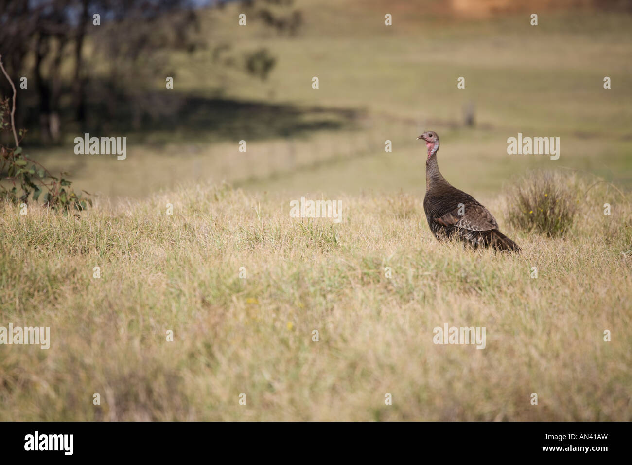 Hawaii wild turkey hi-res stock photography and images - Alamy