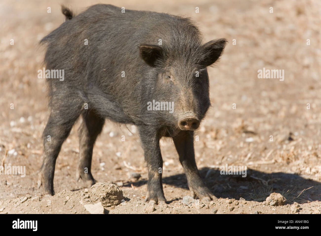Wild pig on the Big Island of Hawaii Stock Photo - Alamy