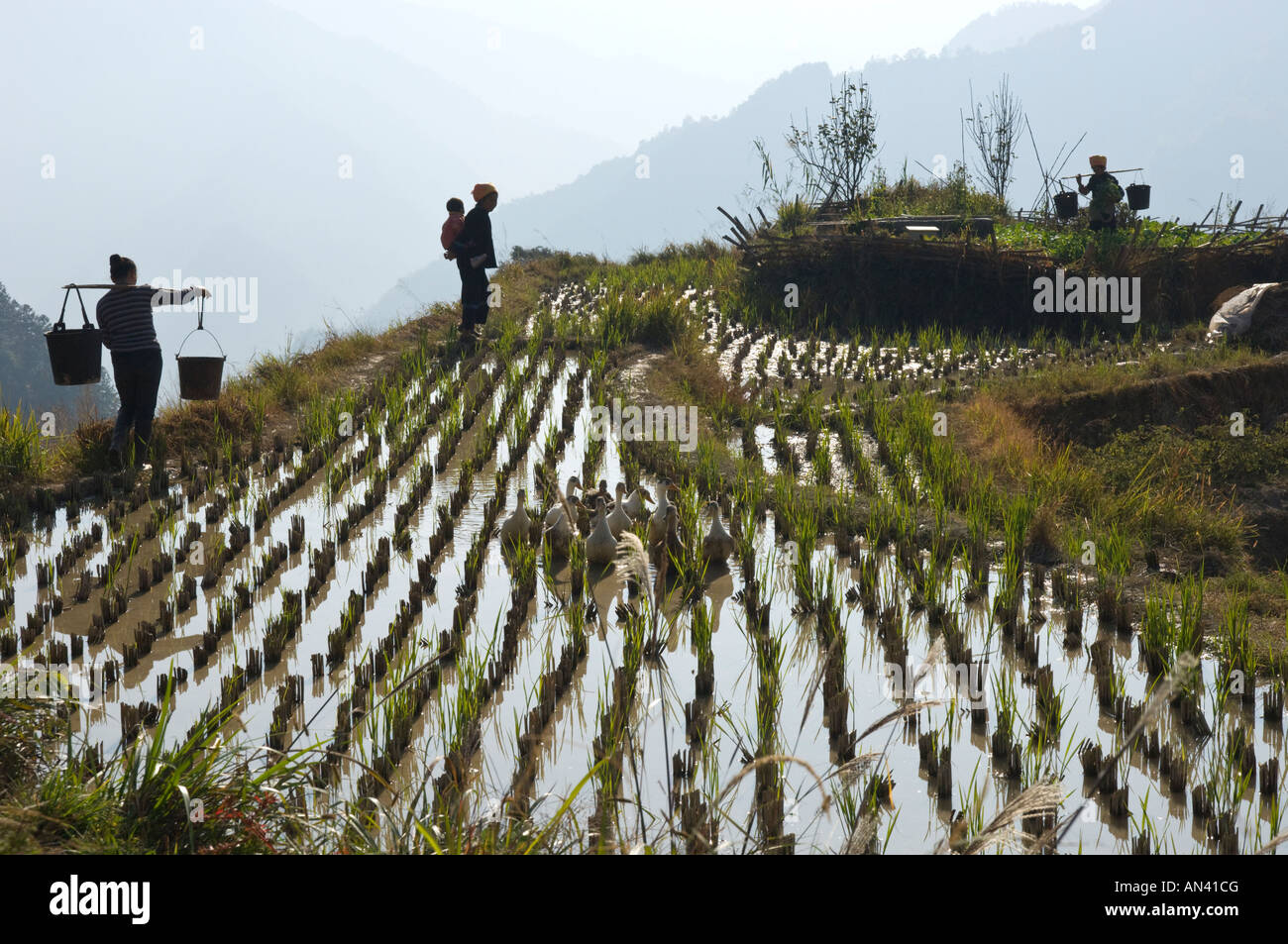 China Guangxi Dragon Backbone Rice Terraces Longji Titian daily life in ...