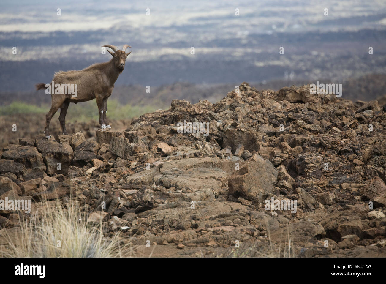 Wild goat in Kawaihae region of Hawaii's big island Stock Photo - Alamy