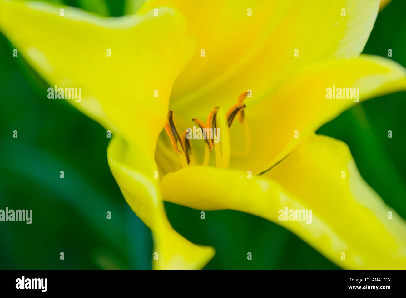 Lily of the valley heart hi-res stock photography and images - Alamy