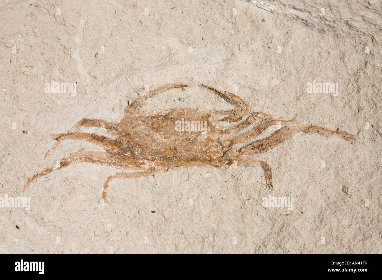 Fossil of a crab Stock Photo - Alamy
