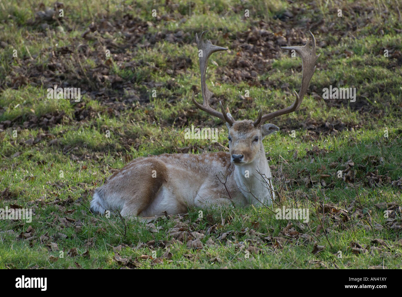buck fallow deer Stock Photo - Alamy
