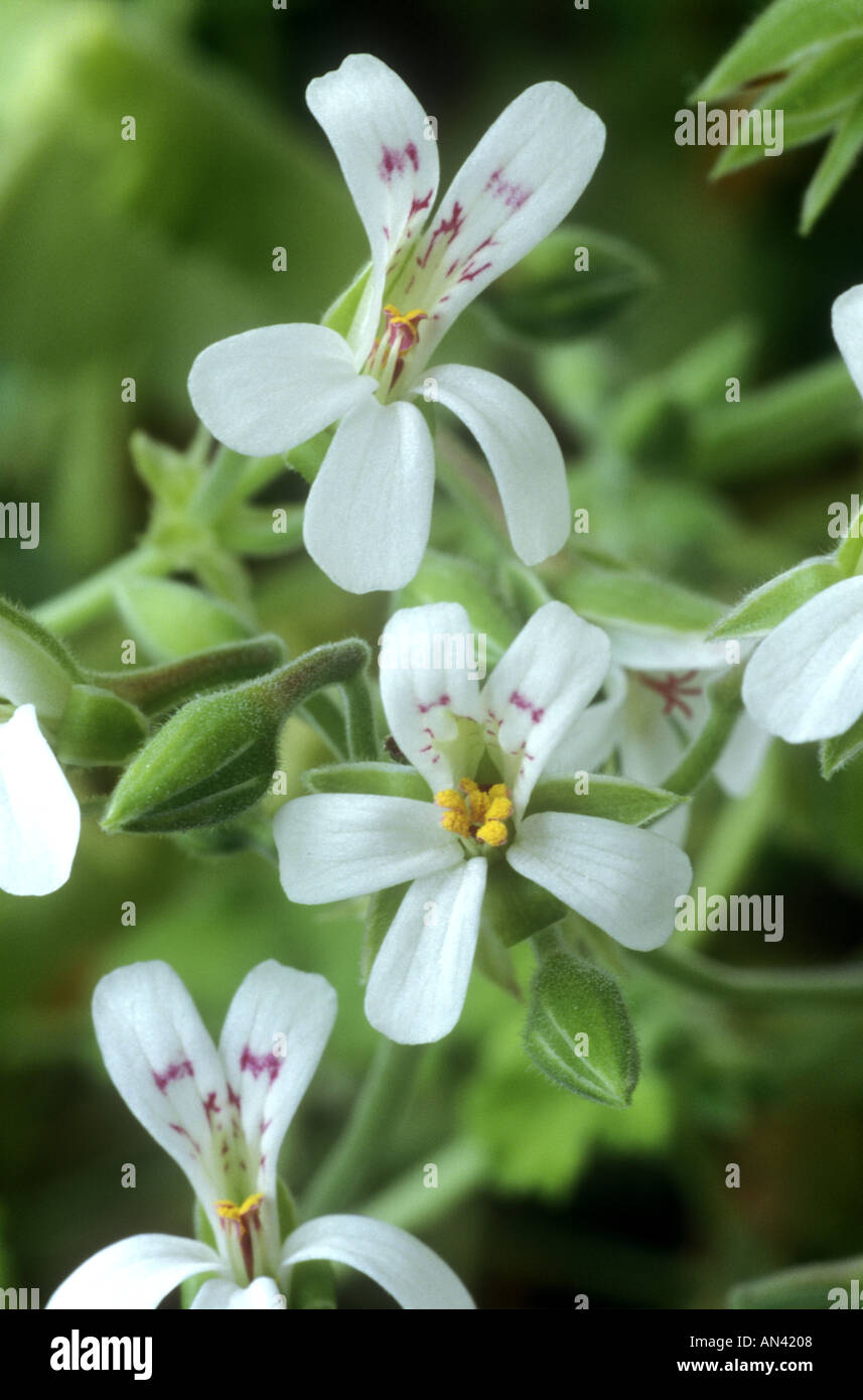 Odoratissimum pelargonium hi-res stock photography and images - Alamy