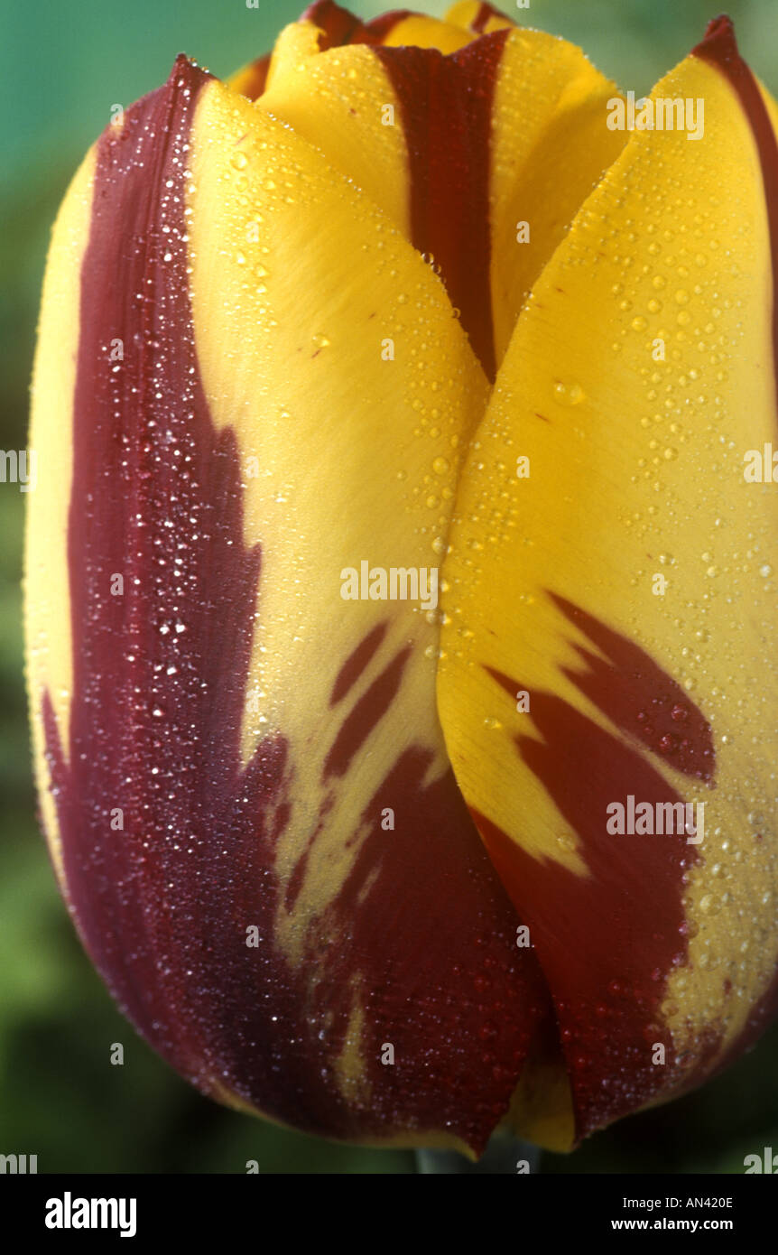 Helmar flower tulip hi-res stock photography and images - Alamy