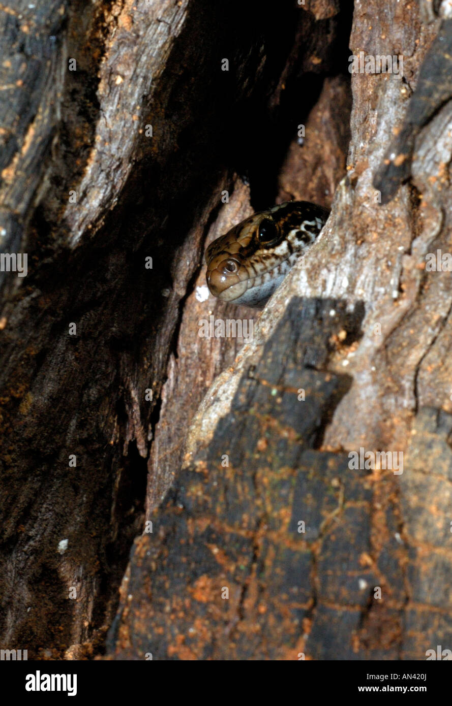 Tiny skink hi-res stock photography and images - Alamy